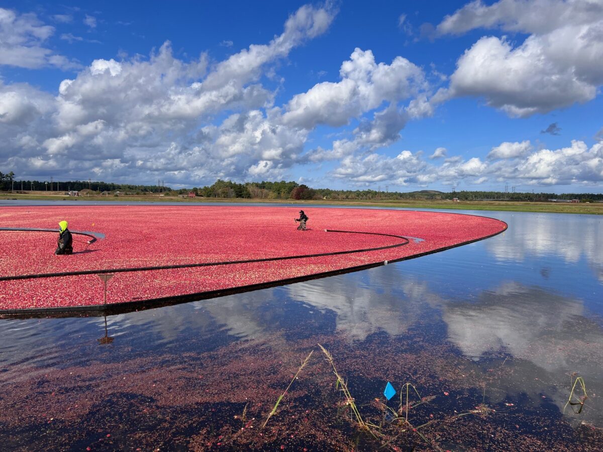 Ocean Spray Cranberries: Superfood Supporting Well-being - Incite ...